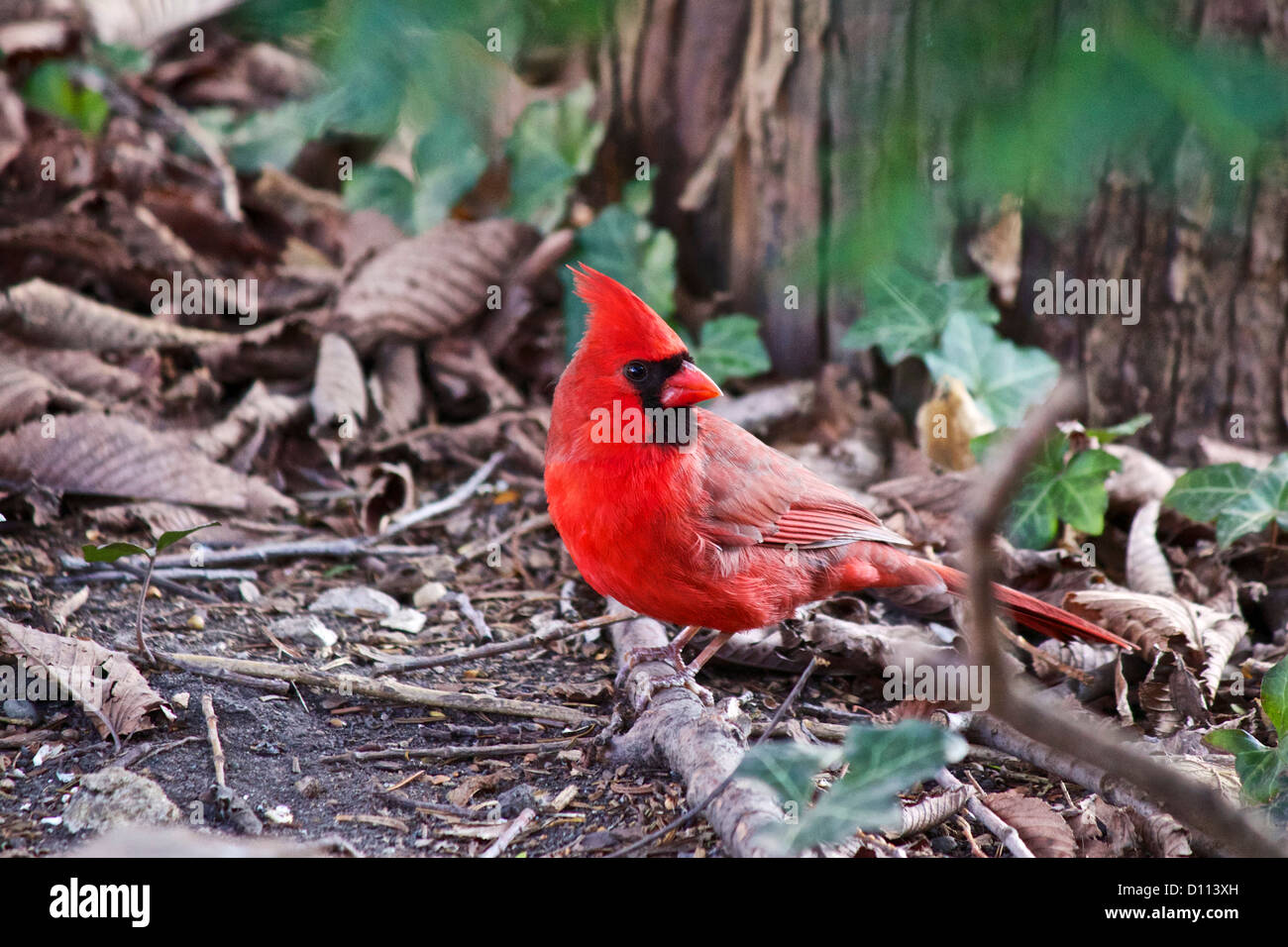 Massive beak hi-res stock photography and images - Alamy