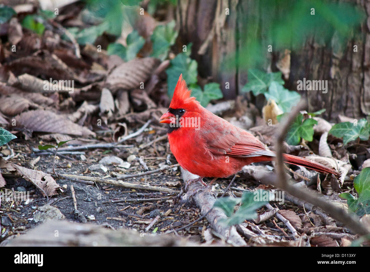 Male northern cardinal (Cardinalis cardinals). Note massive seed ...