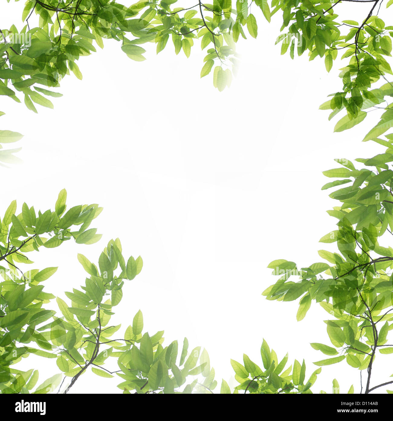 green leaf frame background Stock Photo - Alamy