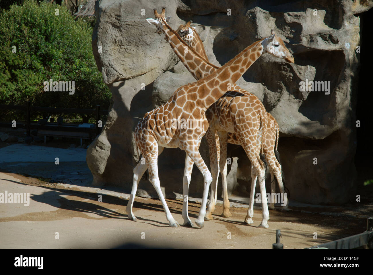 Taronga Zoo, Sydney, Australia Stock Photo - Alamy