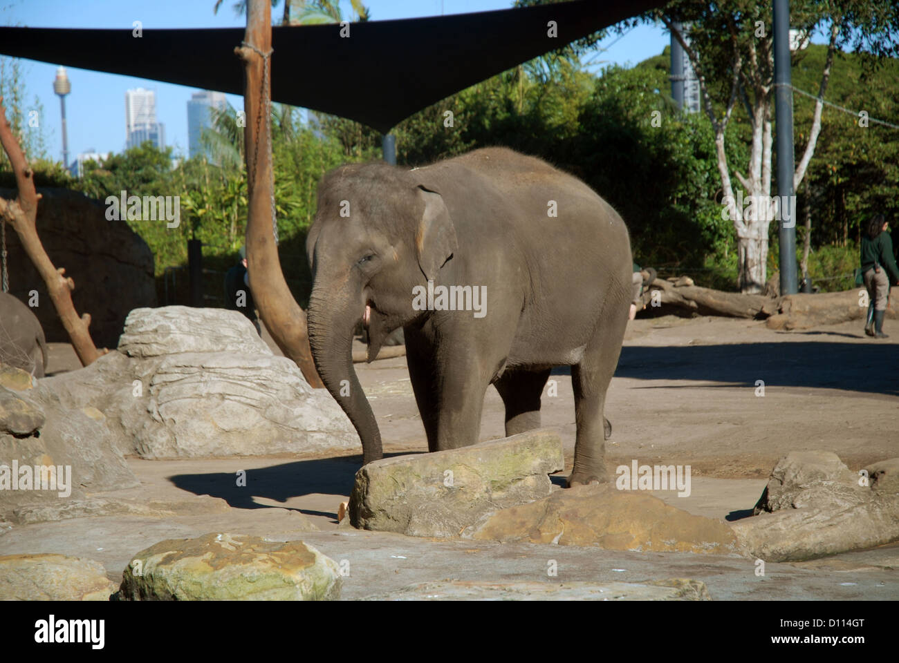 Taronga Zoo, Sydney, Australia Stock Photo - Alamy