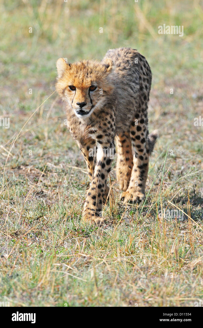 Baby cheetah walking hi-res stock photography and images - Alamy
