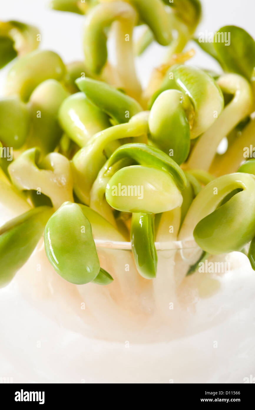 Large bean sprout hi-res stock photography and images - Alamy