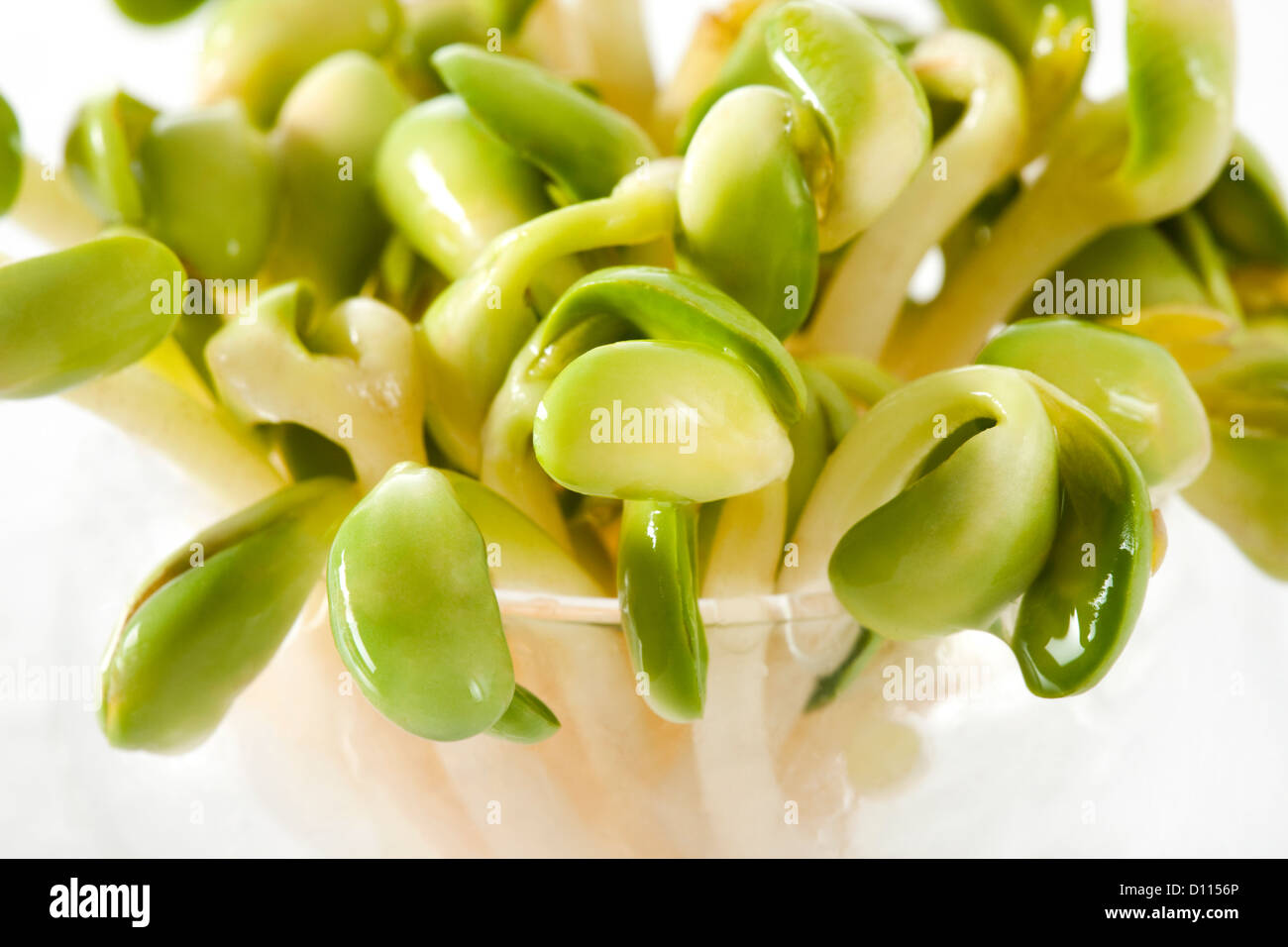 Fresh bean sprouts Stock Photo - Alamy