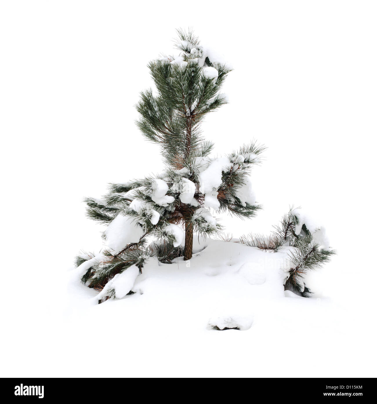 Cold tree Cut Out Stock Images & Pictures - Alamy