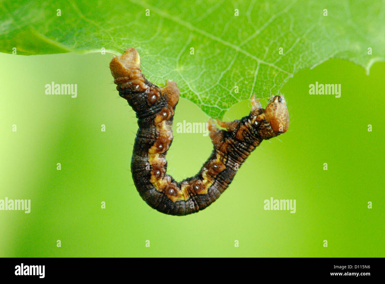 Caterpillar eating leaf hi-res stock photography and images - Alamy