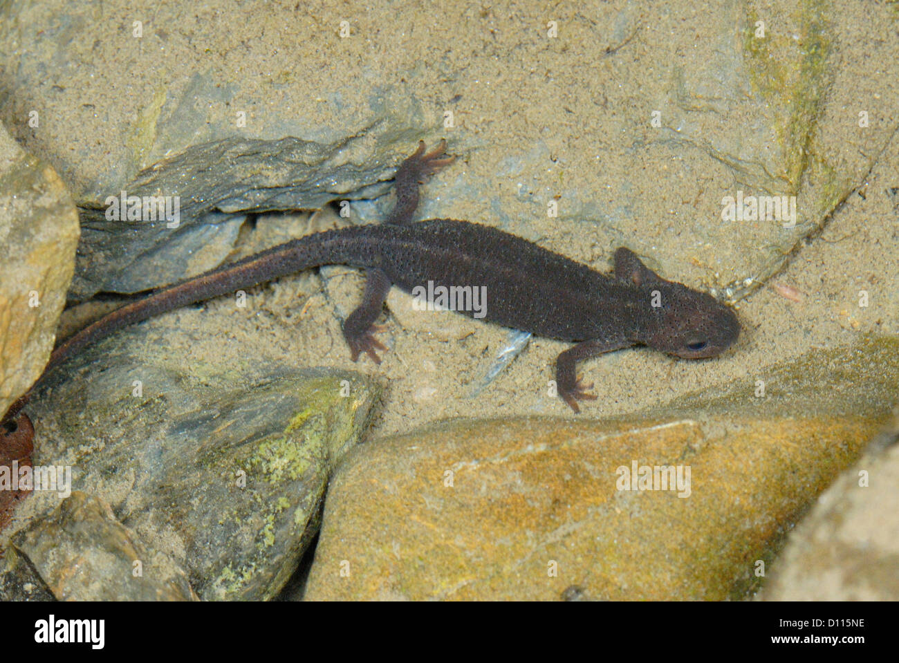 Spanish salamanders hi-res stock photography and images - Alamy