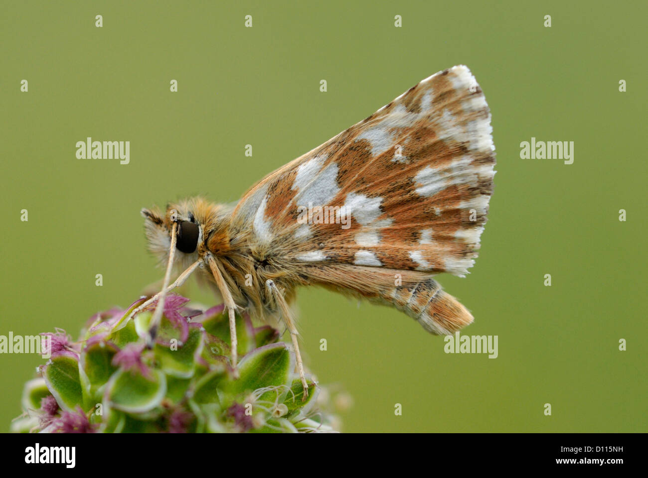 Red-underwing Skipper (Spialia sertorius) in the Pyrenees Stock Photo ...
