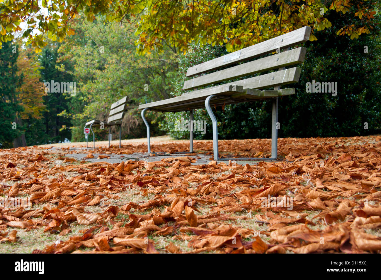 Park bench with yellow leaves on ground, low view Stock Photo - Alamy