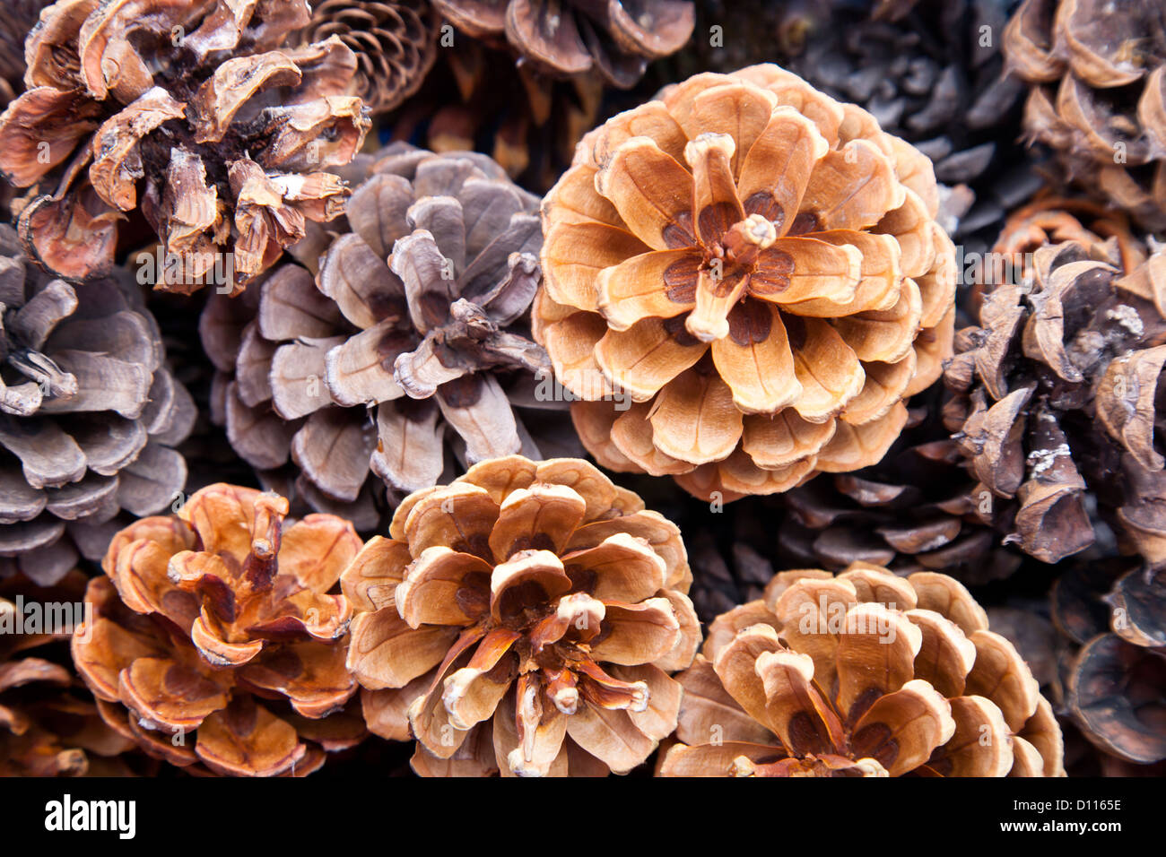 Textured seed cone hi-res stock photography and images - Alamy