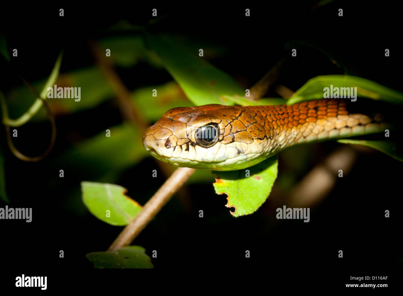 Striped Bronzeback (Dendrelaphis caudolineatus) at night in Borneo ...