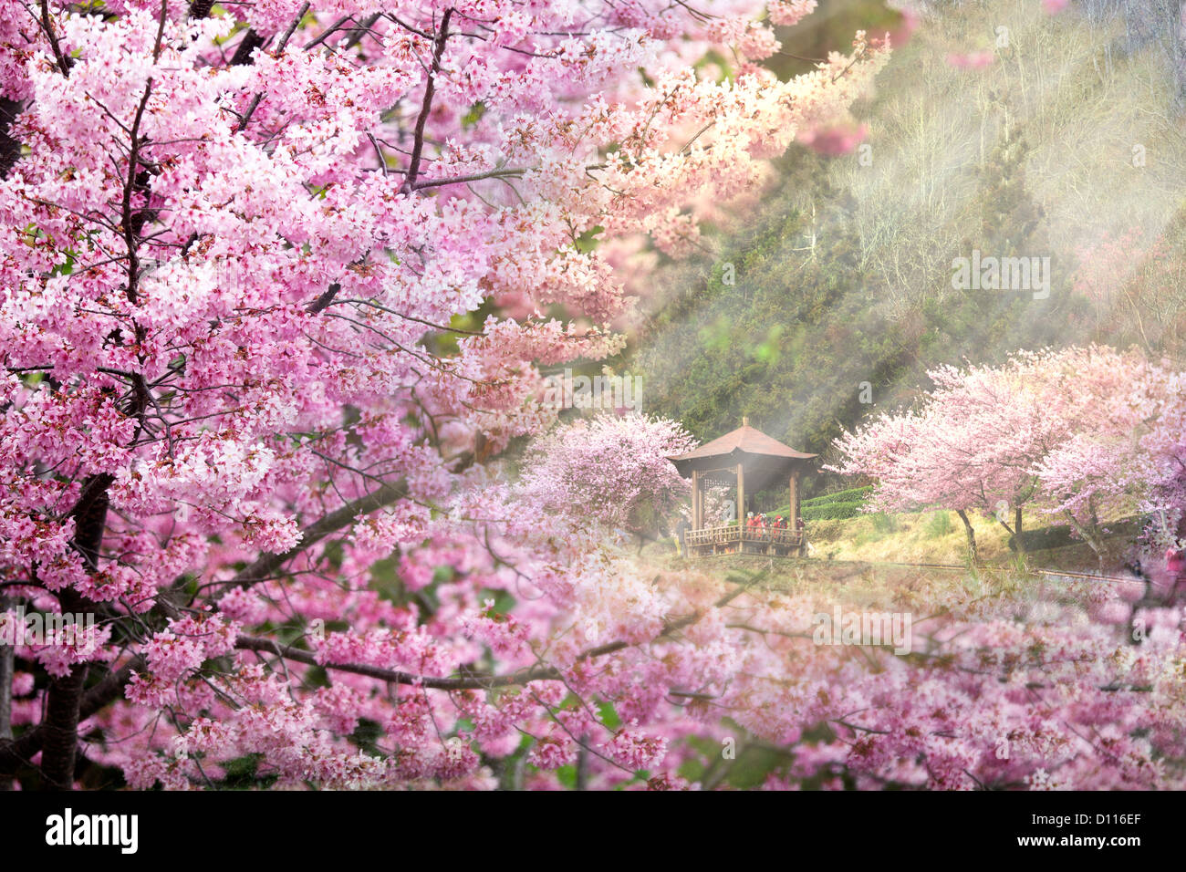 Sakura tree under the sunlight for adv or other purpose use Stock Photo ...