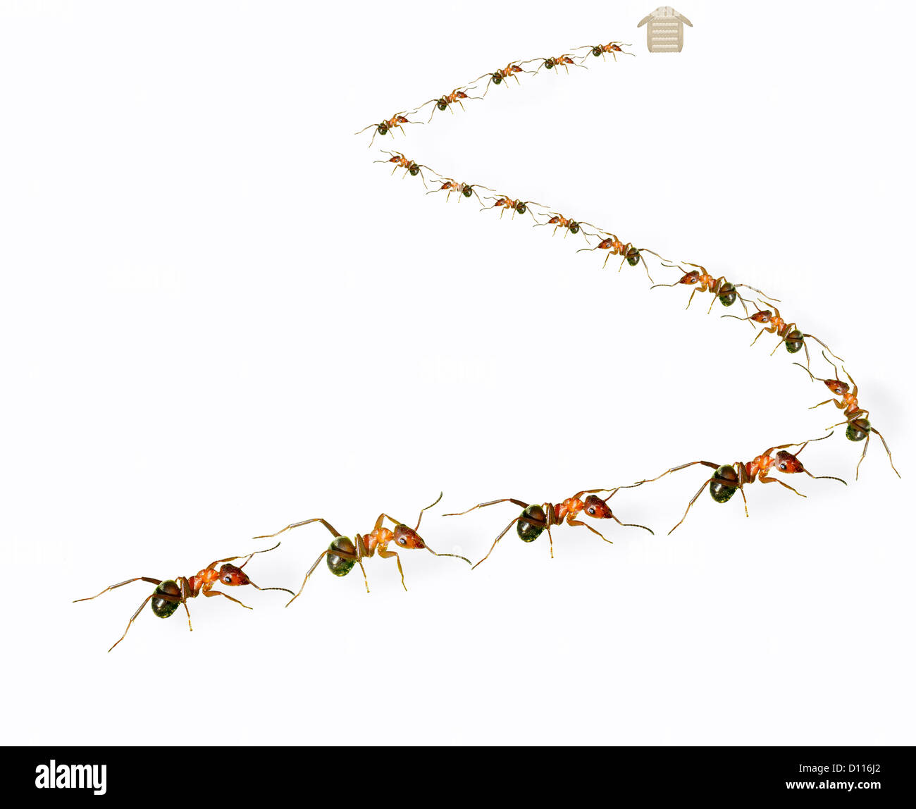 Group of ants hi-res stock photography and images - Alamy