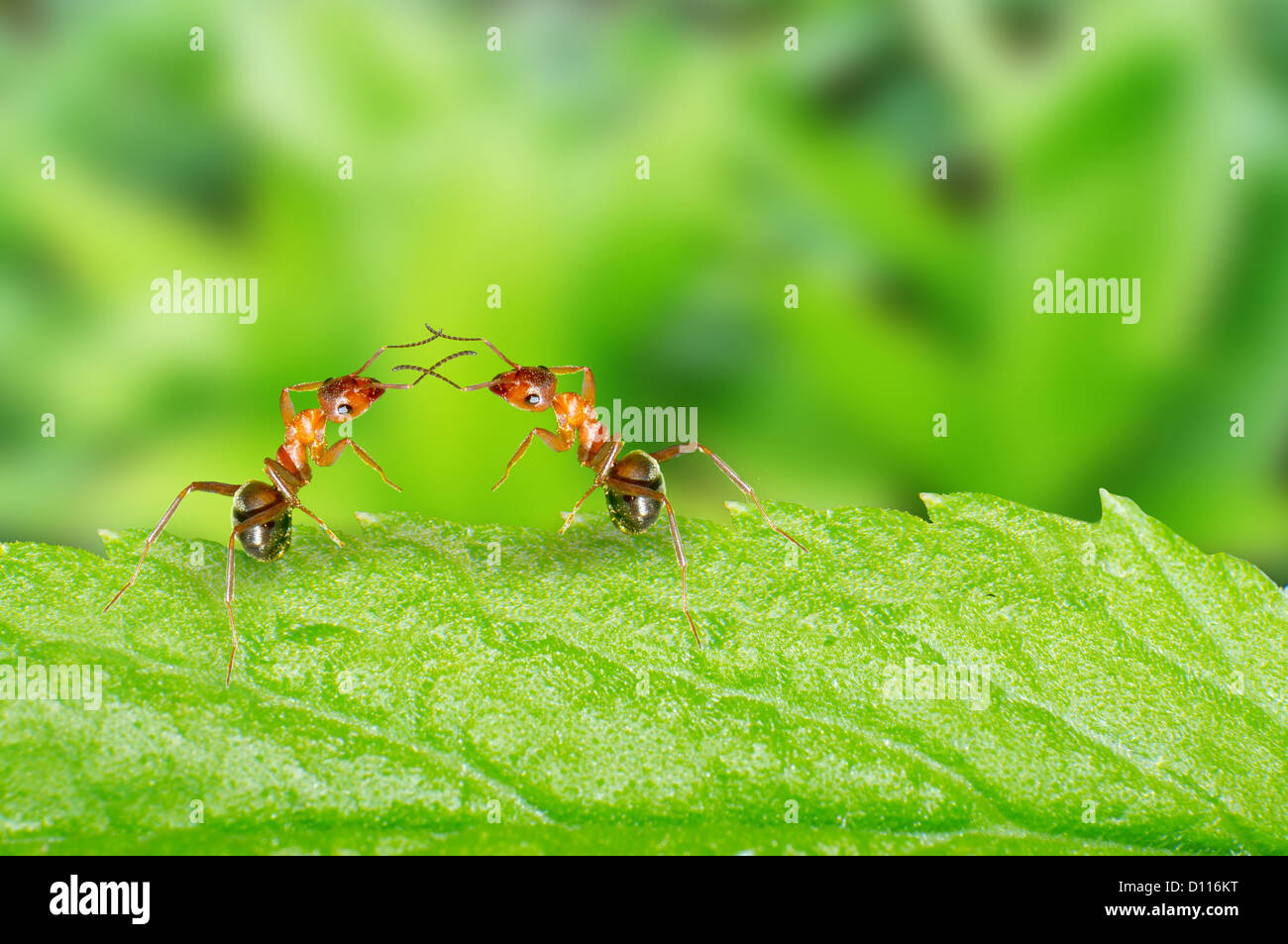 The two ants tentacles exchange information Stock Photo - Alamy