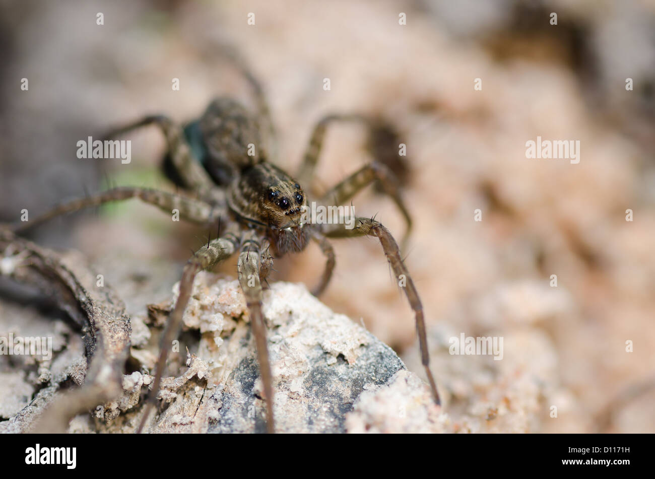 wolf spider in the nature or in the garden Stock Photo - Alamy