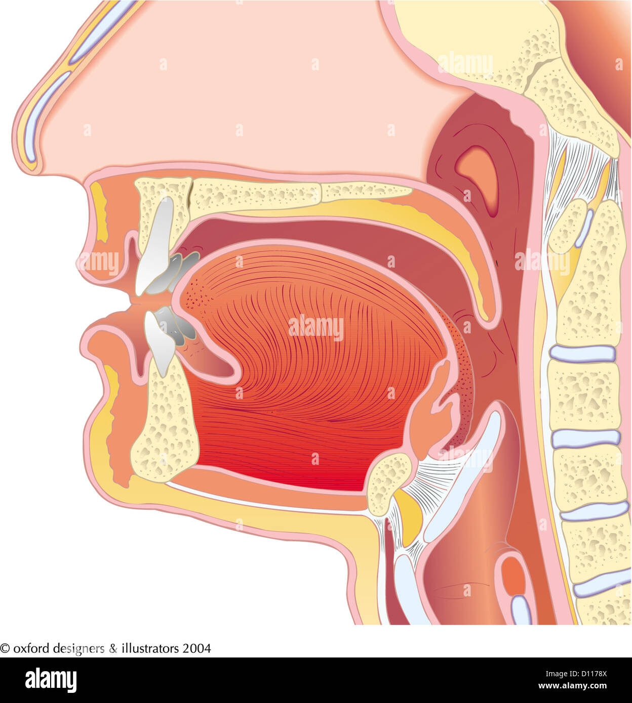 Mouth and nose Stock Photo - Alamy
