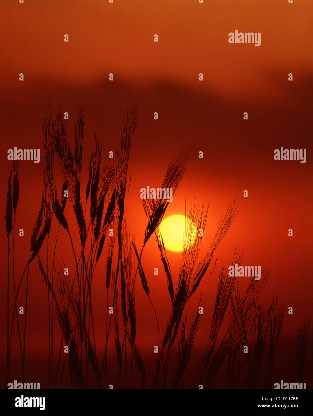 Round yellow sun hi-res stock photography and images - Alamy