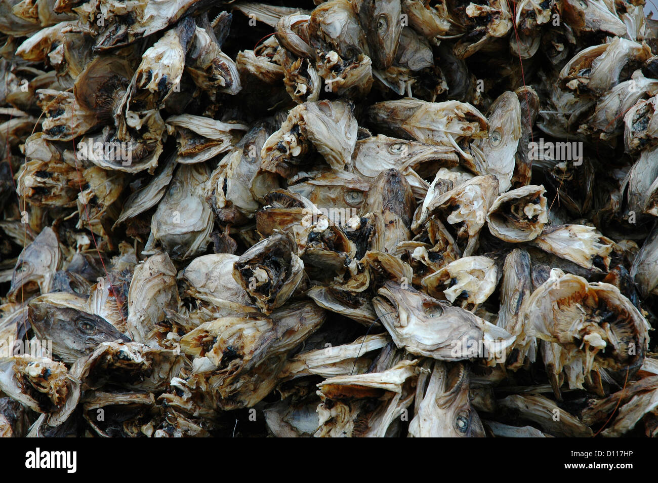 Cod head hi-res stock photography and images - Alamy
