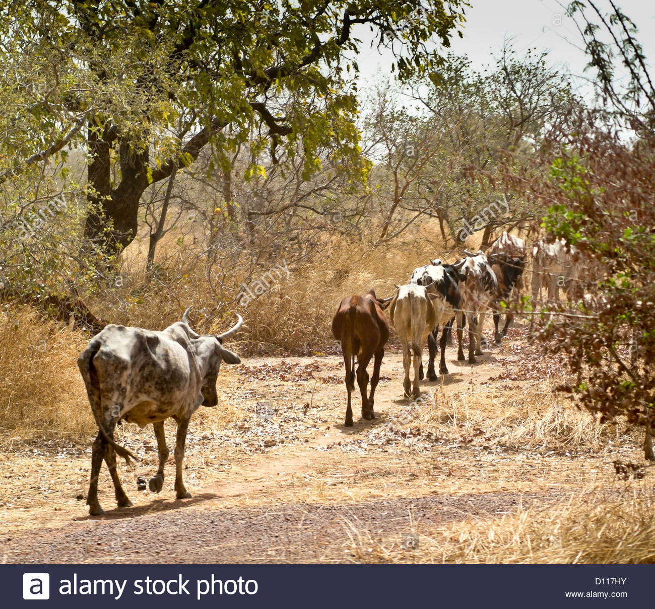 African Cattle Cows Cow Herd Dewlap Herding Ox Ox Stock Photo, Royalty ...