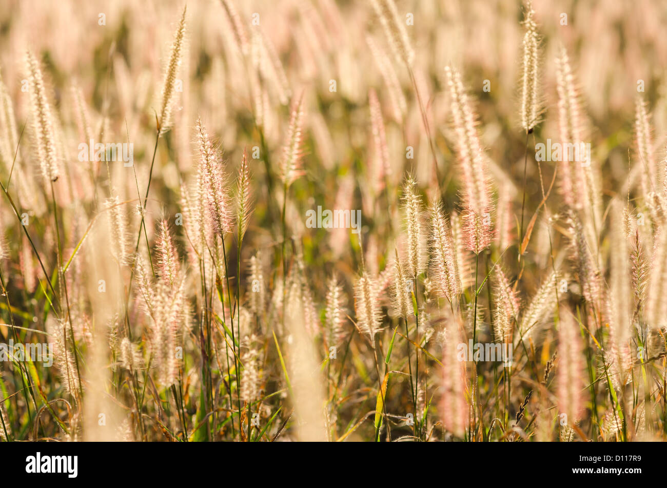 Foxtail weed hi-res stock photography and images - Alamy