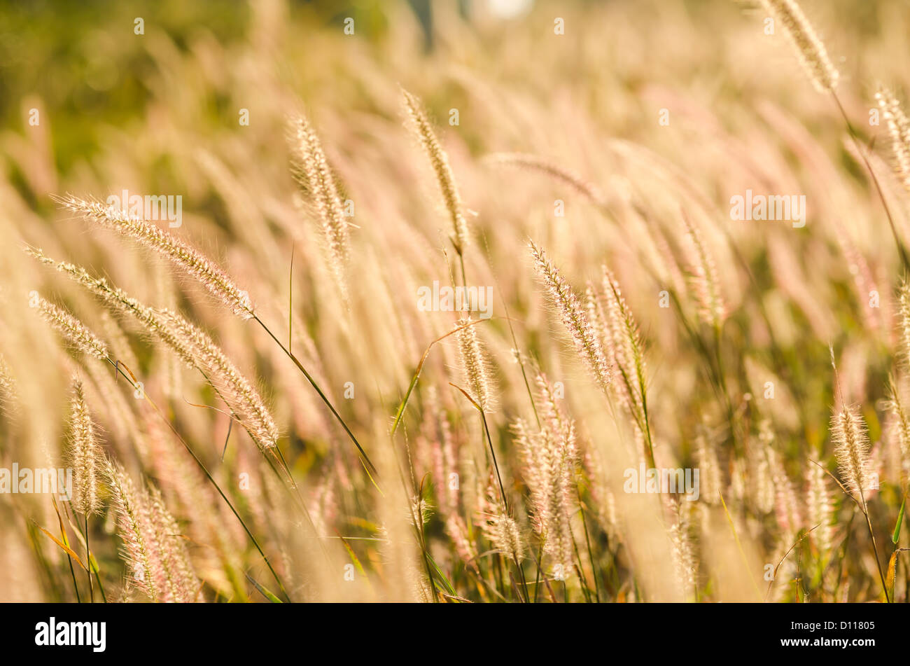 Flower foxtail weed in the green nature Stock Photo - Alamy