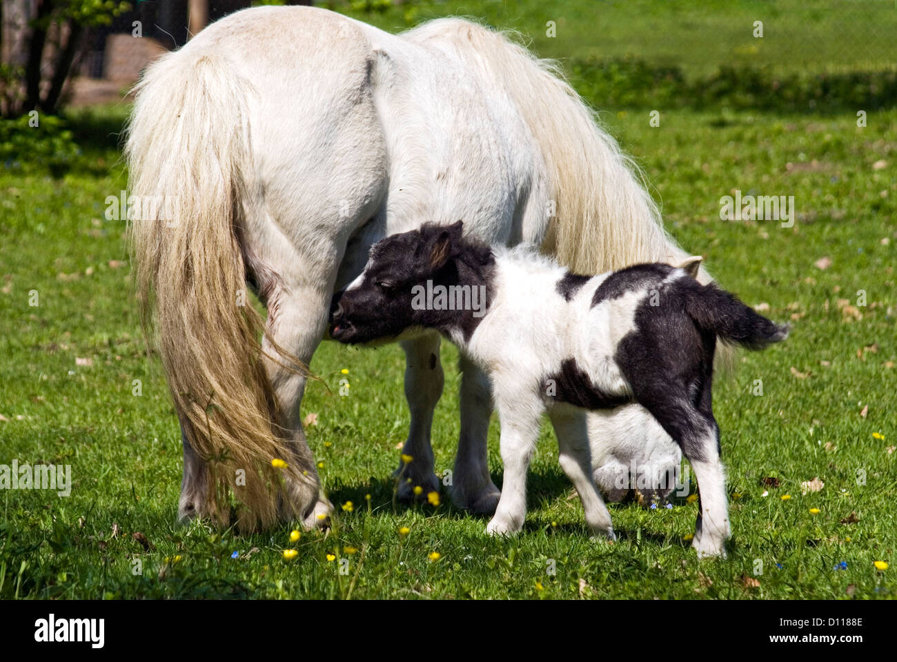 White miniature horse hi-res stock photography and images - Alamy
