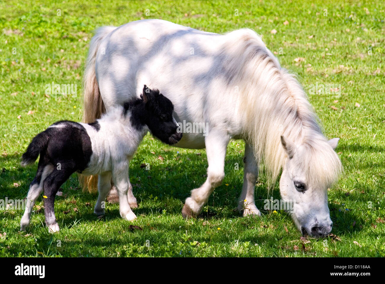White miniature horse hi-res stock photography and images - Alamy