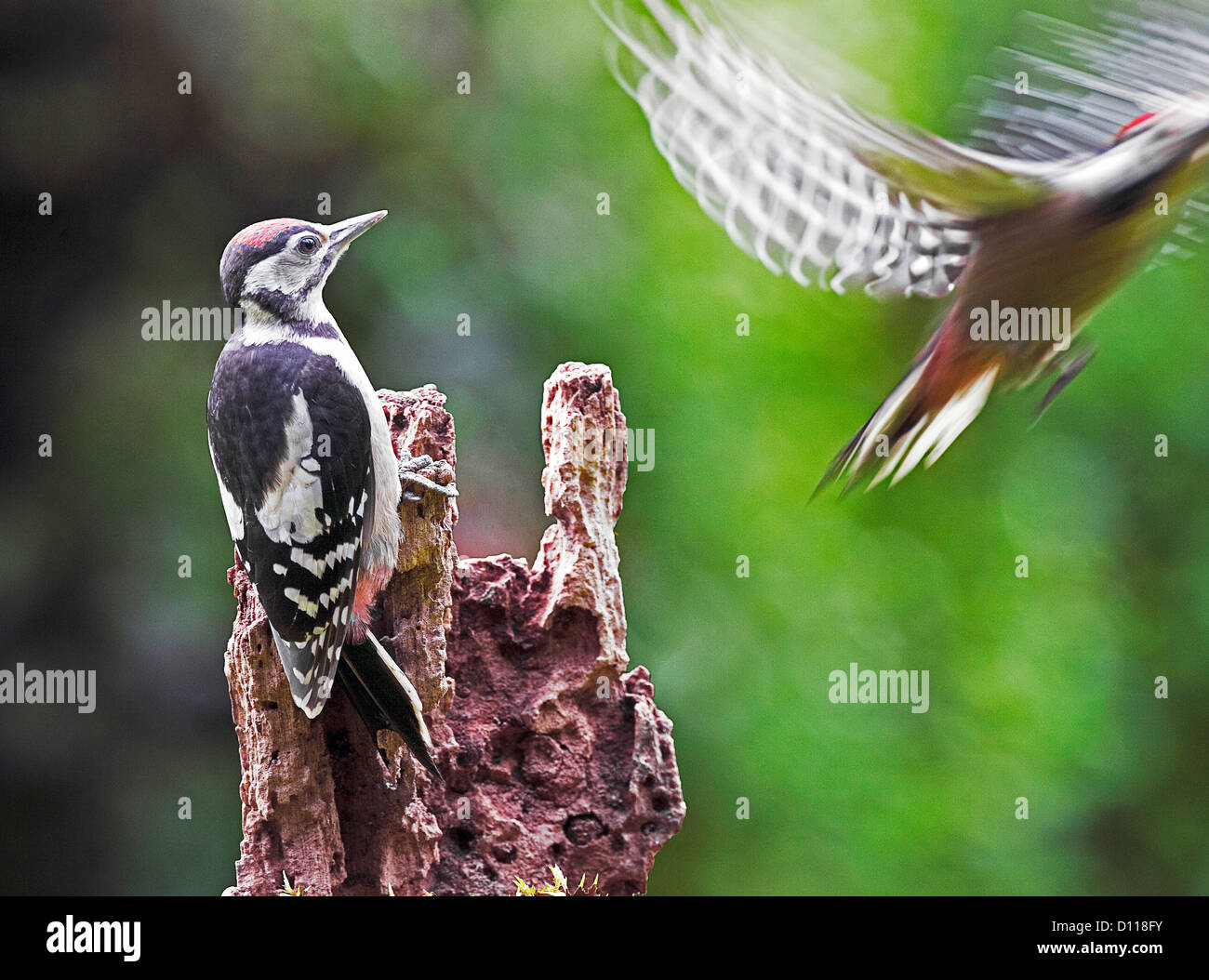 Great spotted woodpecker Dendrocopos major Stock Photo - Alamy