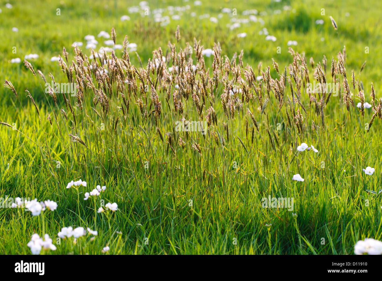 Sweet scent vernal grass hi-res stock photography and images - Alamy