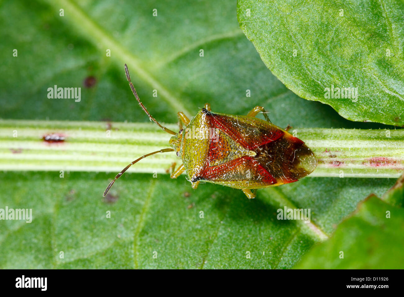 Birch bug hi-res stock photography and images - Alamy