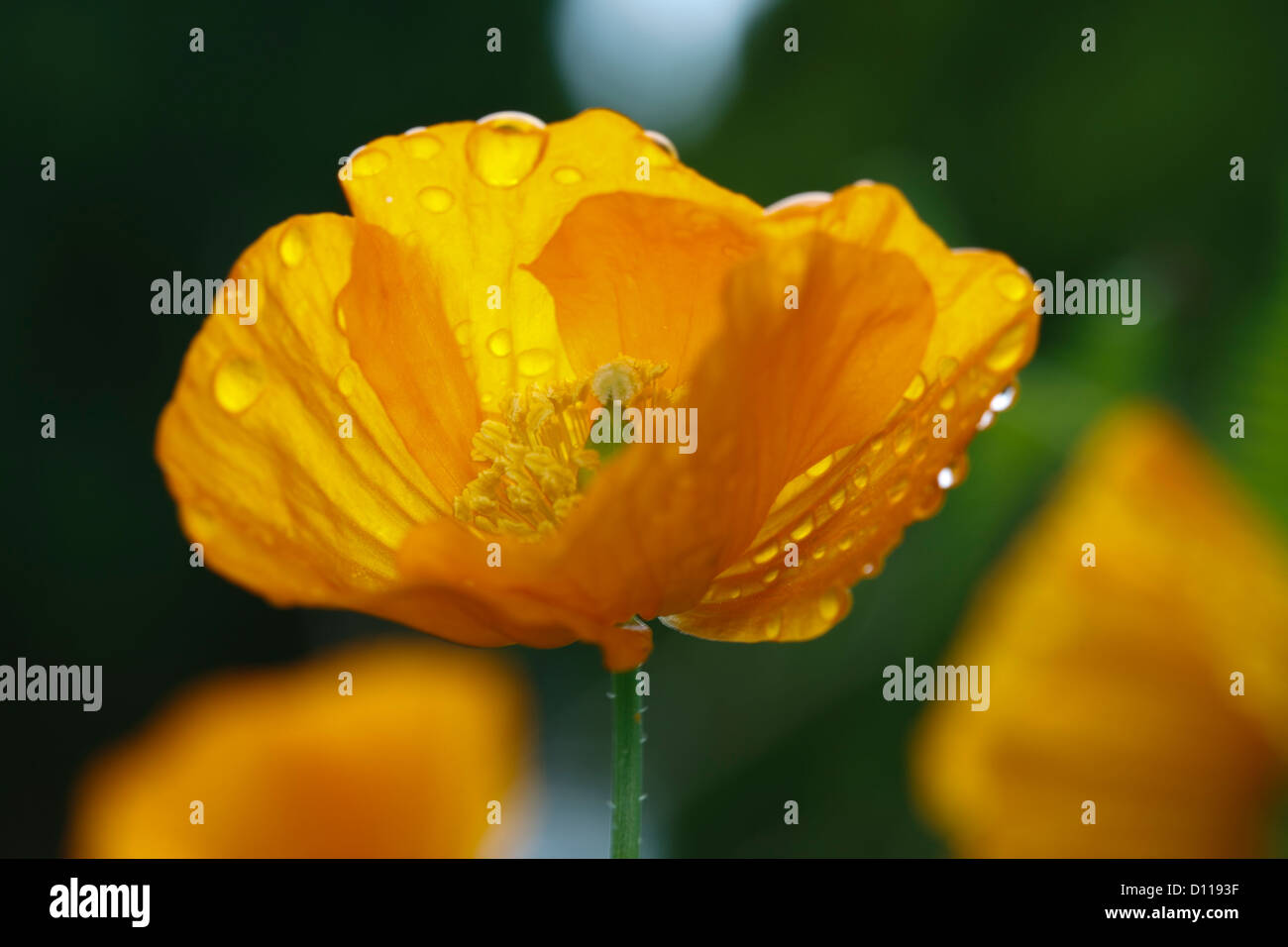 Welsh Poppy (Meconopsis cambrica) flowering. Powys, Wales Stock Photo ...