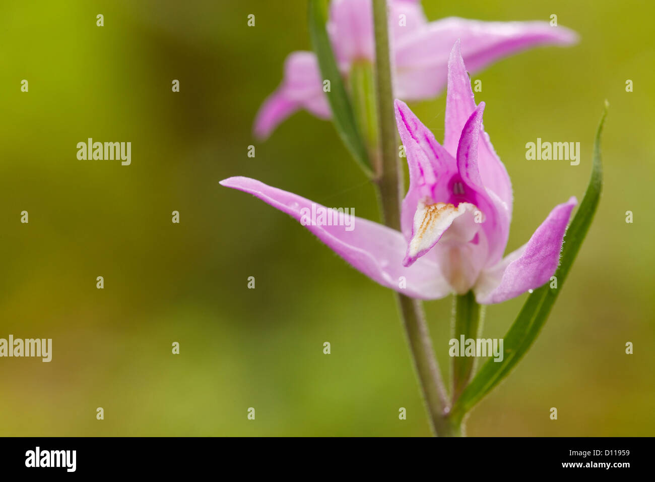 Flowering Red Helleborine (Cephalanthera rubra). On the Causse de ...