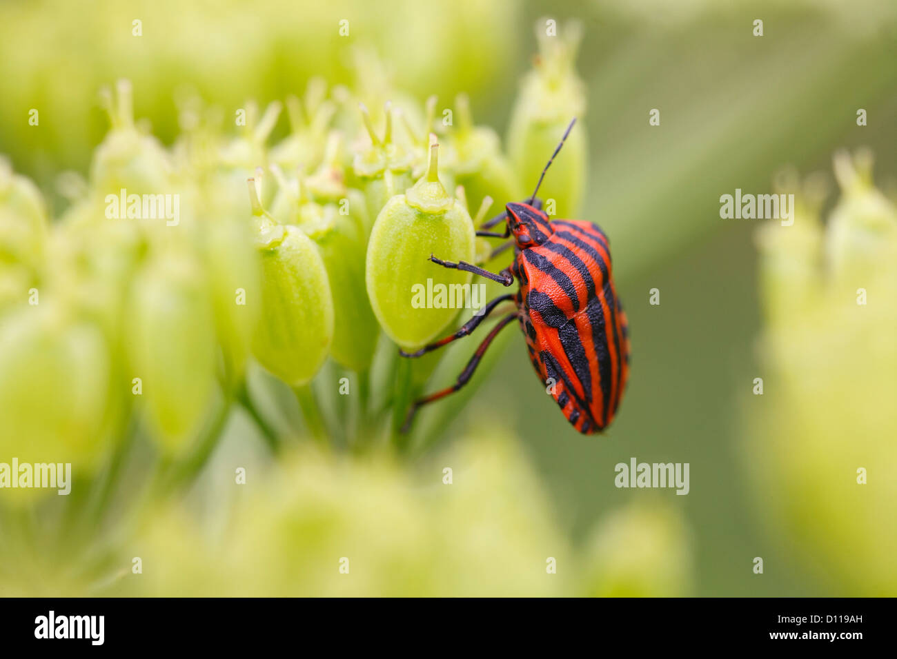 Striped shieldbug (Graphosoma lineatum italicum) on seeds of an ...
