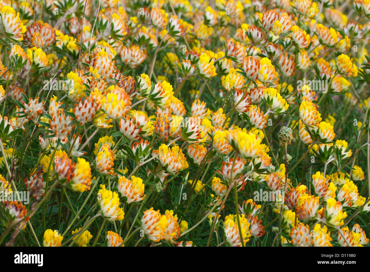 Kidney vetch hi-res stock photography and images - Alamy