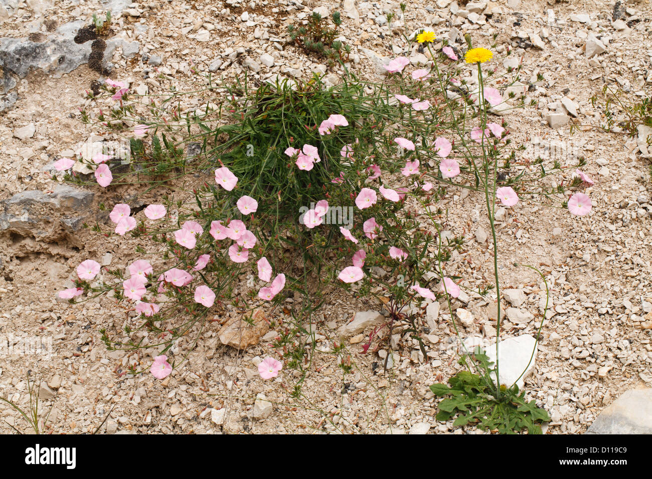 Flowering Pink Convolvulus (Convolvulus cantabrica) growing out of a ...