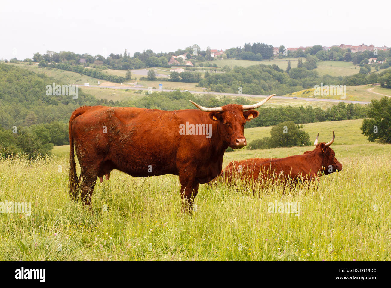 Salers breed of cow hi-res stock photography and images - Alamy