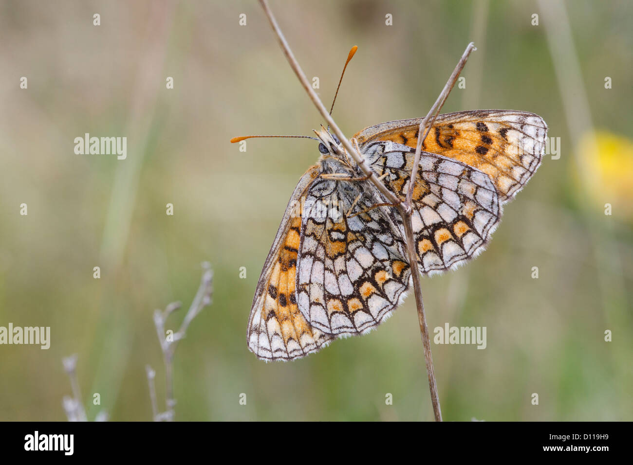 Meadow fritillary butterfly hi-res stock photography and images - Alamy