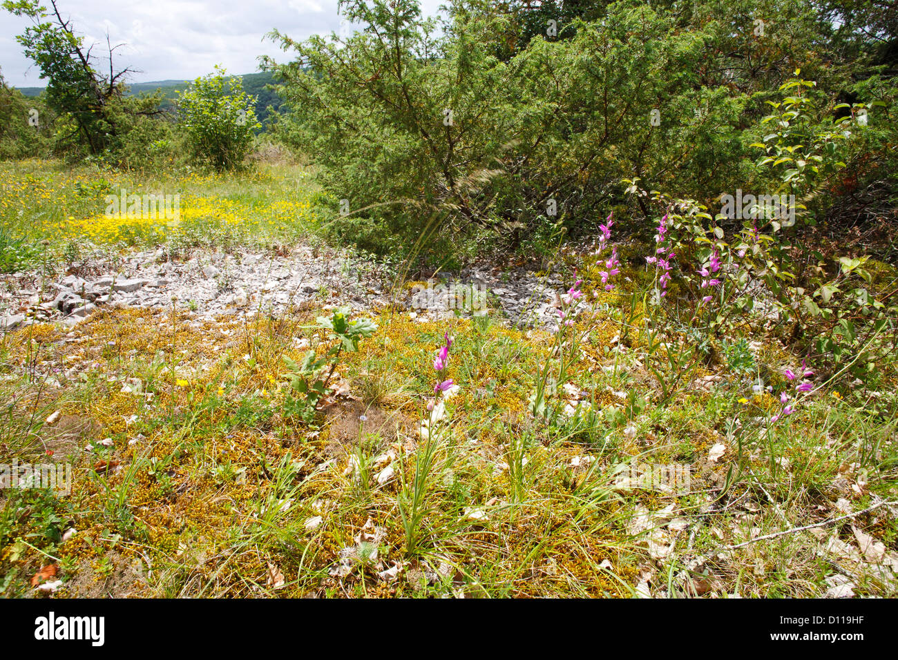 Red helleborine in flower hi-res stock photography and images - Alamy