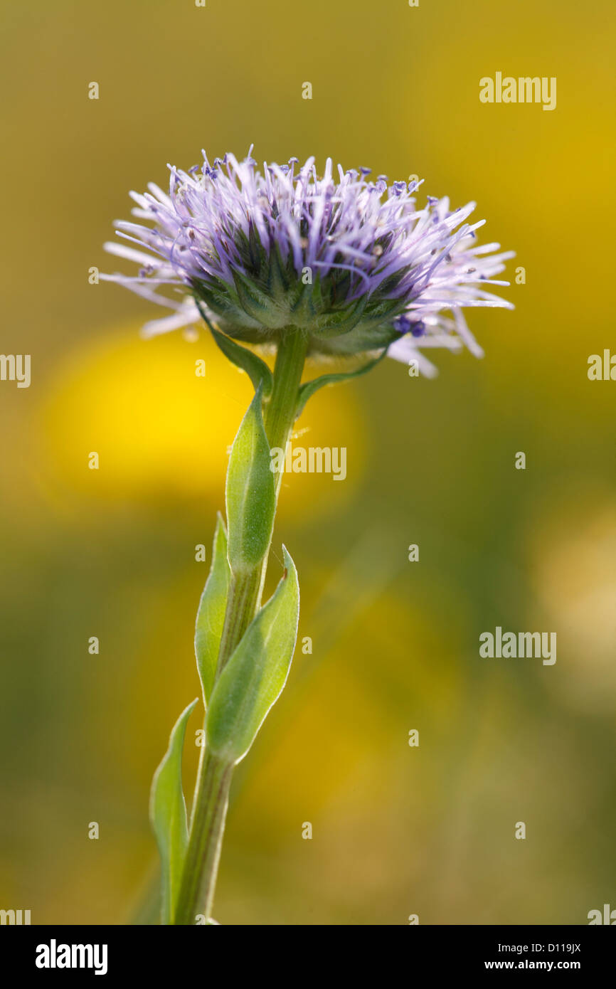 Common Globularia (Globularia punctata) flowering. On the Causse de ...