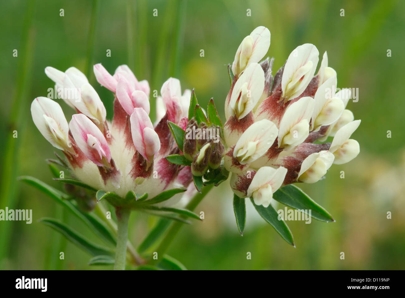 Kidney vetch hi-res stock photography and images - Alamy