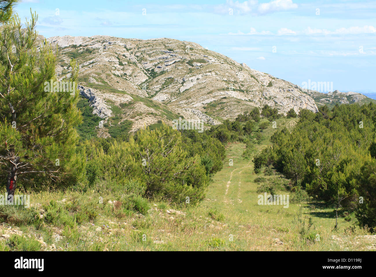 Arid forest hi-res stock photography and images - Alamy