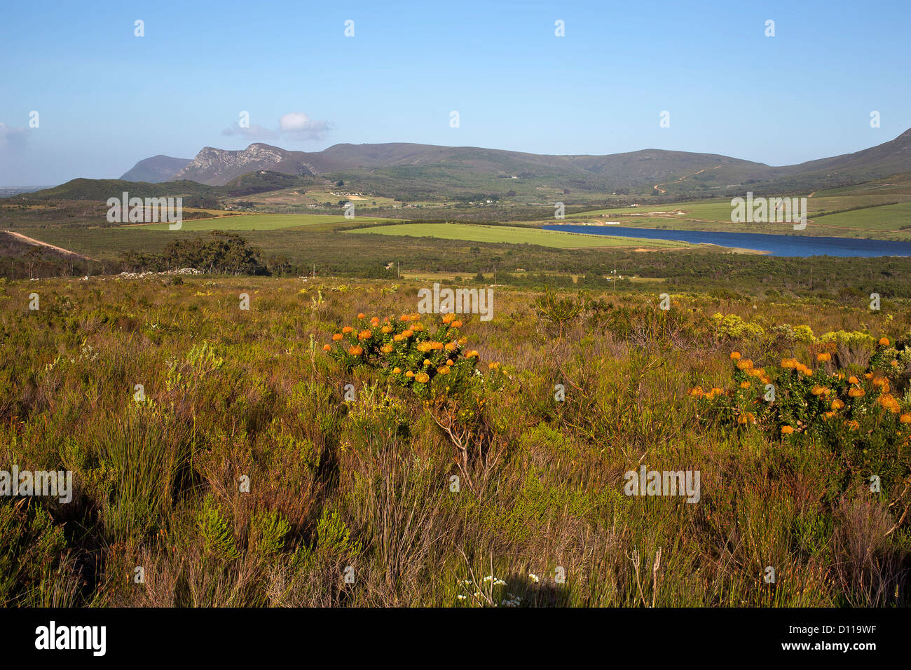 Cape fynbos hi-res stock photography and images - Alamy