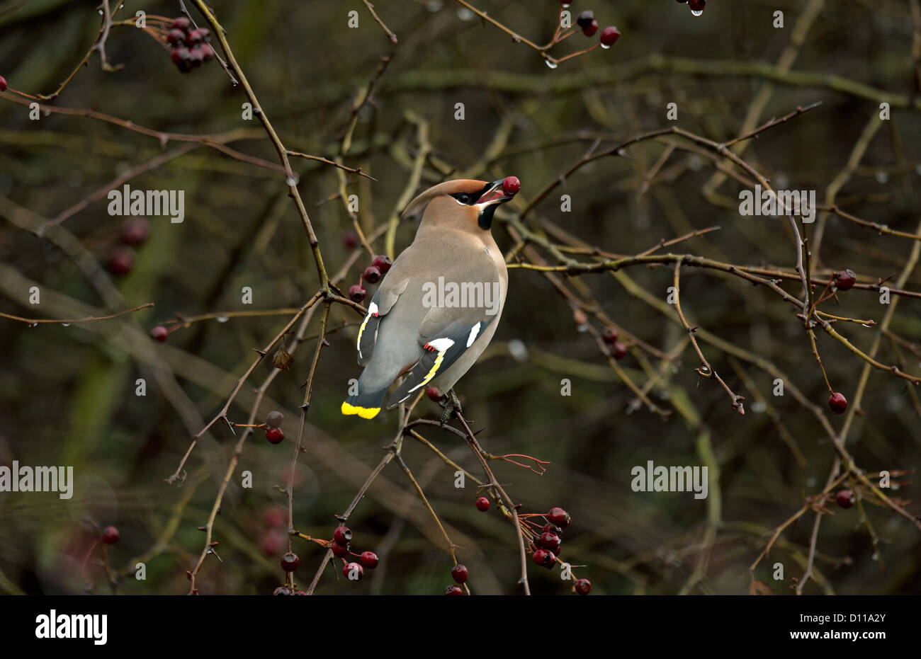 Waxwing with berry in bill Stock Photo - Alamy