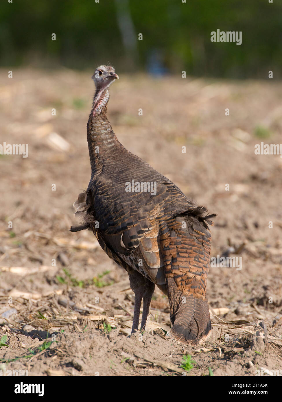 Wild Turkey Female Stock Photo - Alamy