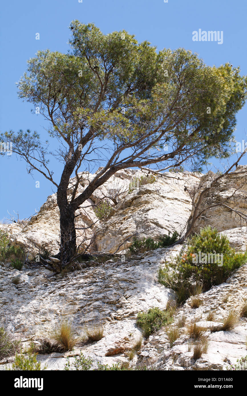 Growing out tree High Resolution Stock Photography and Images - Alamy