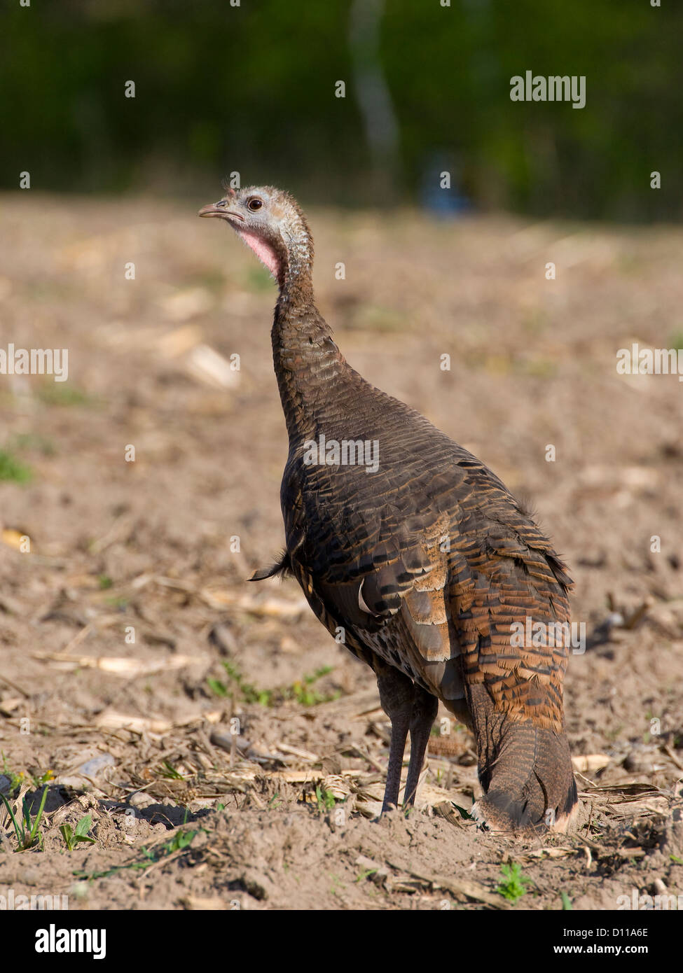 Turkey gobbling hen hi-res stock photography and images - Alamy