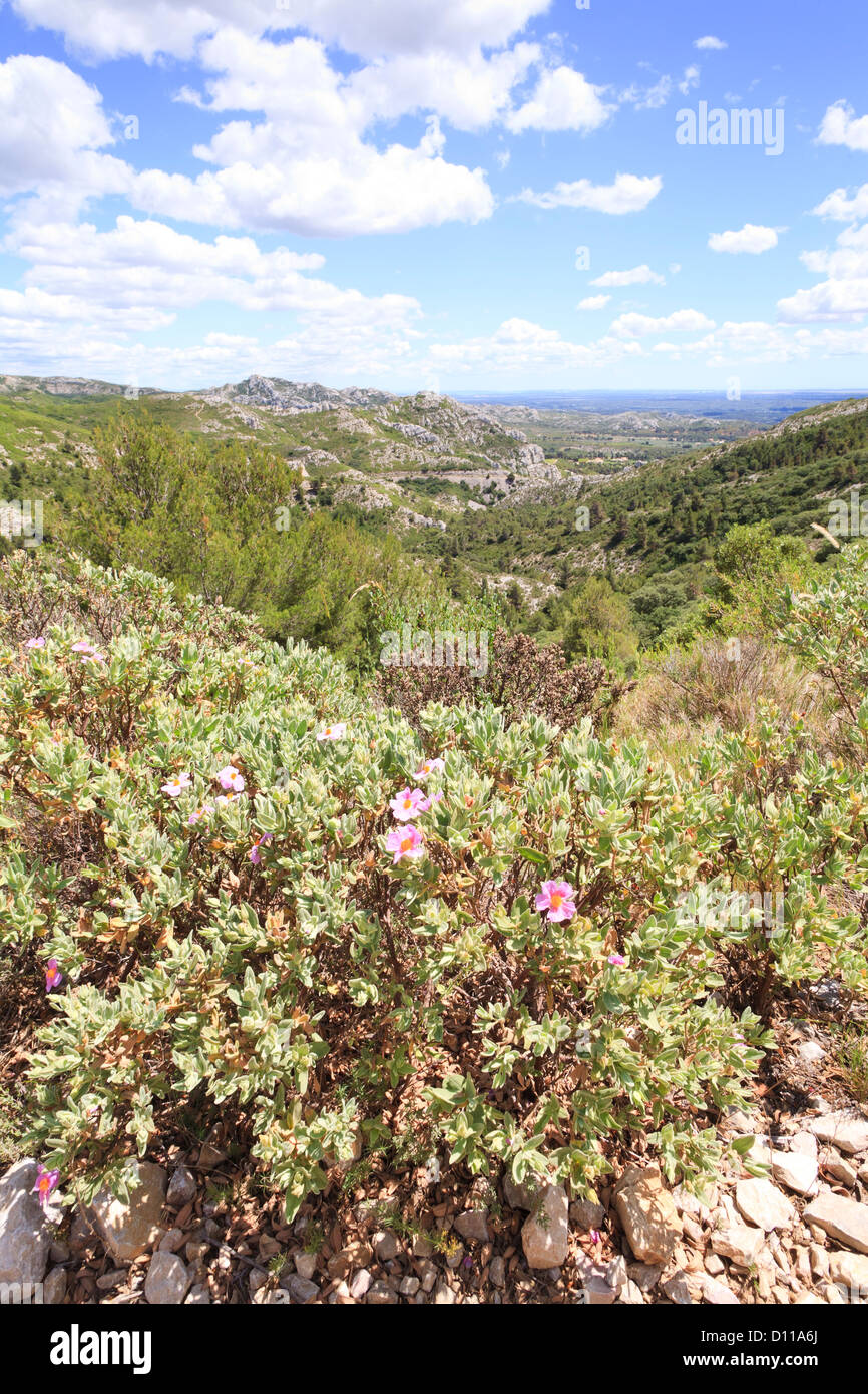 Garrigue france hi-res stock photography and images - Alamy