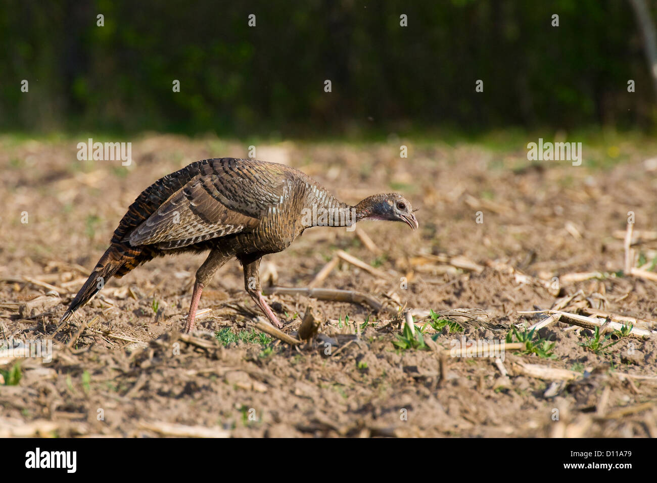 Wild Turkey Female Stock Photo - Alamy