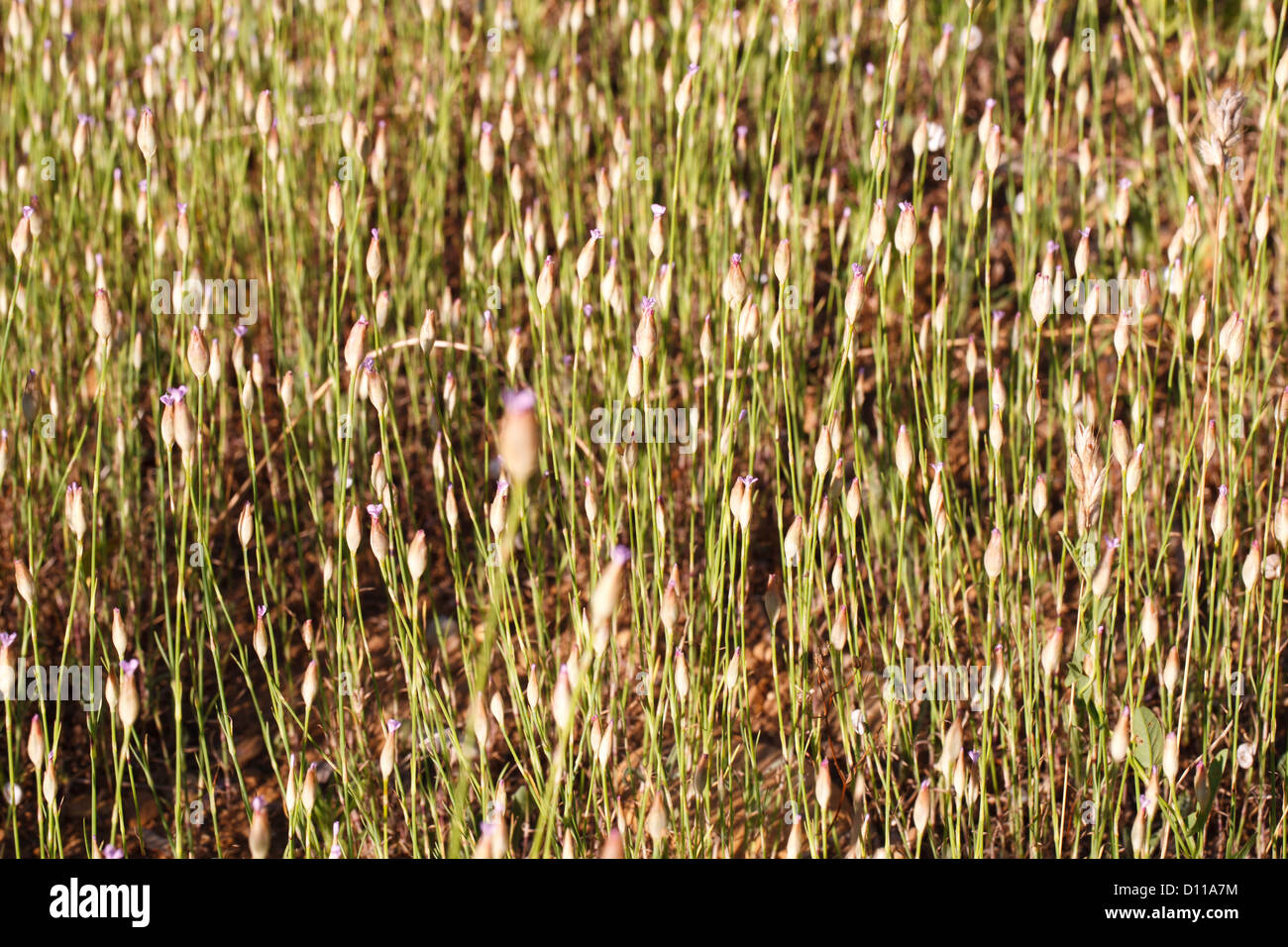 Proliferous Pink (Petrorhagia prolifera) massed flowering in an olive ...