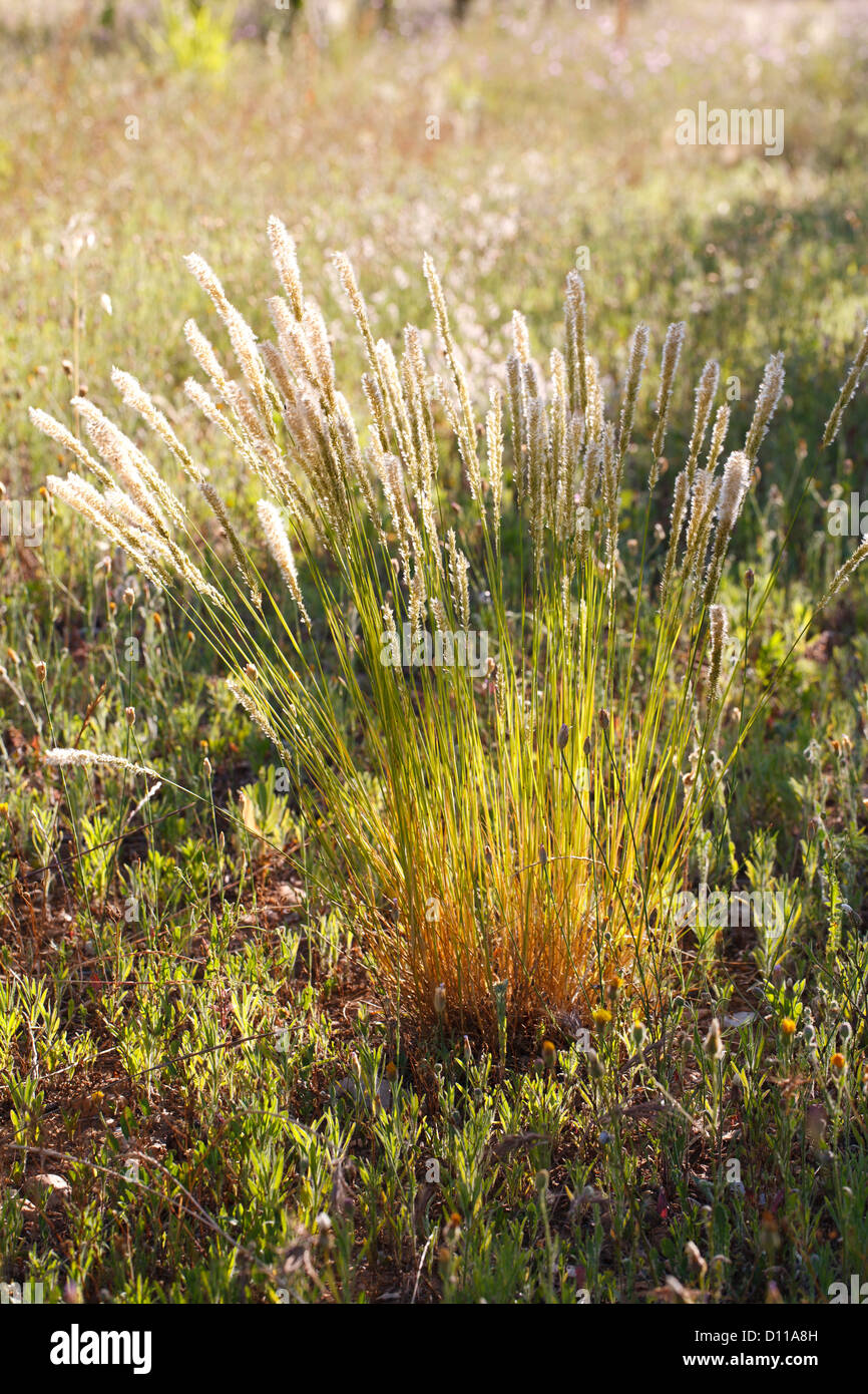 A clump of Hairy Melick grass (Melica ciliata) seeding in an olive ...